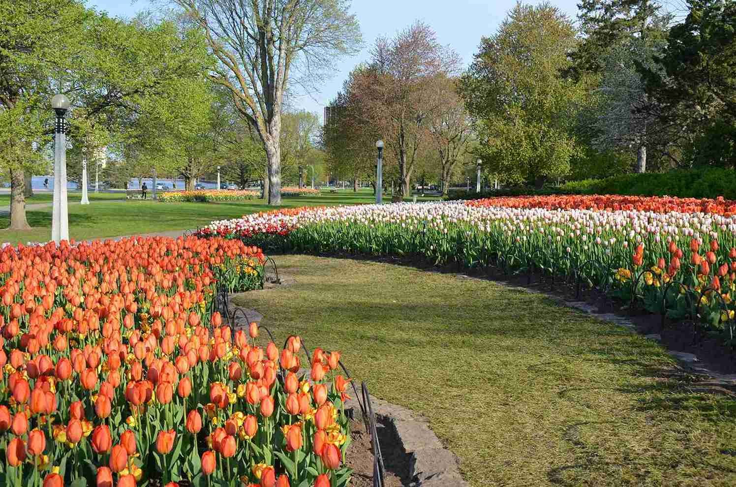 Ultimate Guide to Canadian Tulip Festival in Ottawa [2025]