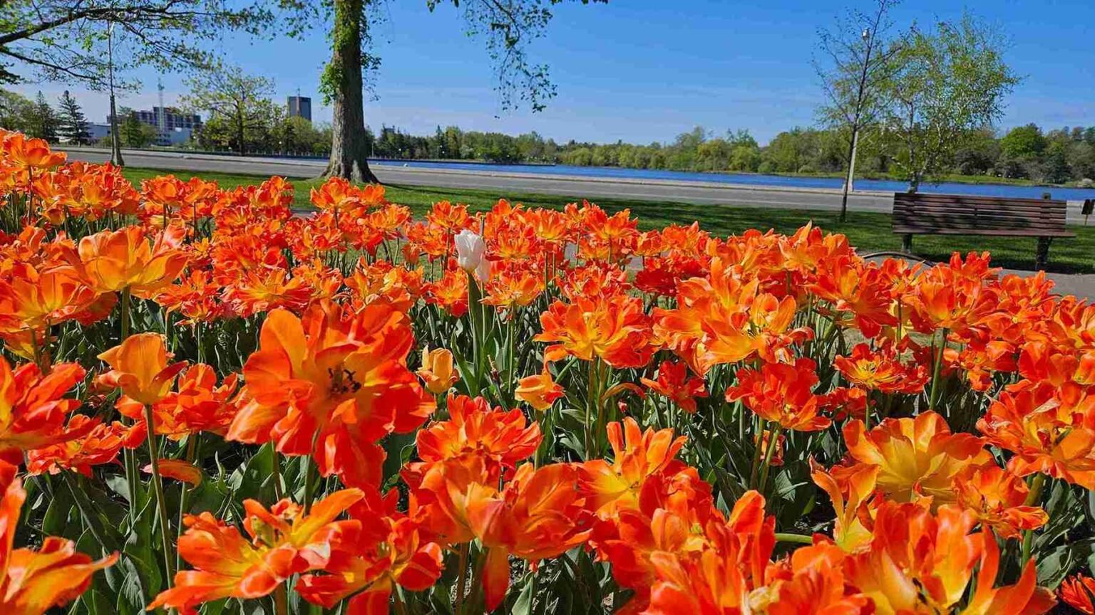 Ultimate Guide to Canadian Tulip Festival in Ottawa [2025]